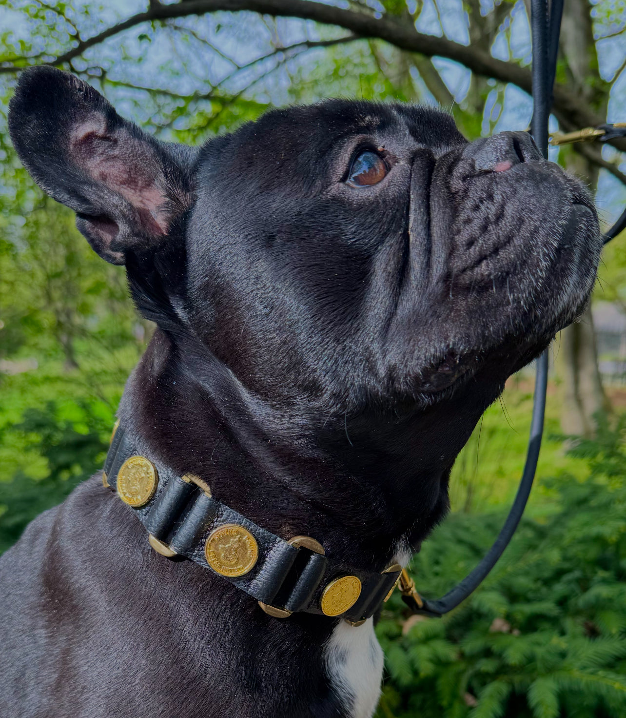 French wearing British. French Bulldog in British Hound Pound collar ...